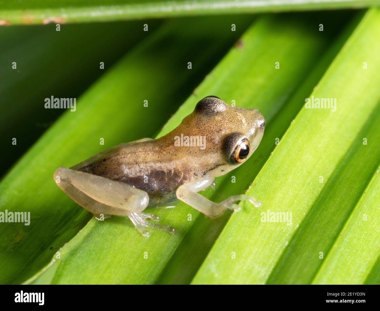Variable Rain Frog (Pristimantis variabilis) on a palm frond at night ...