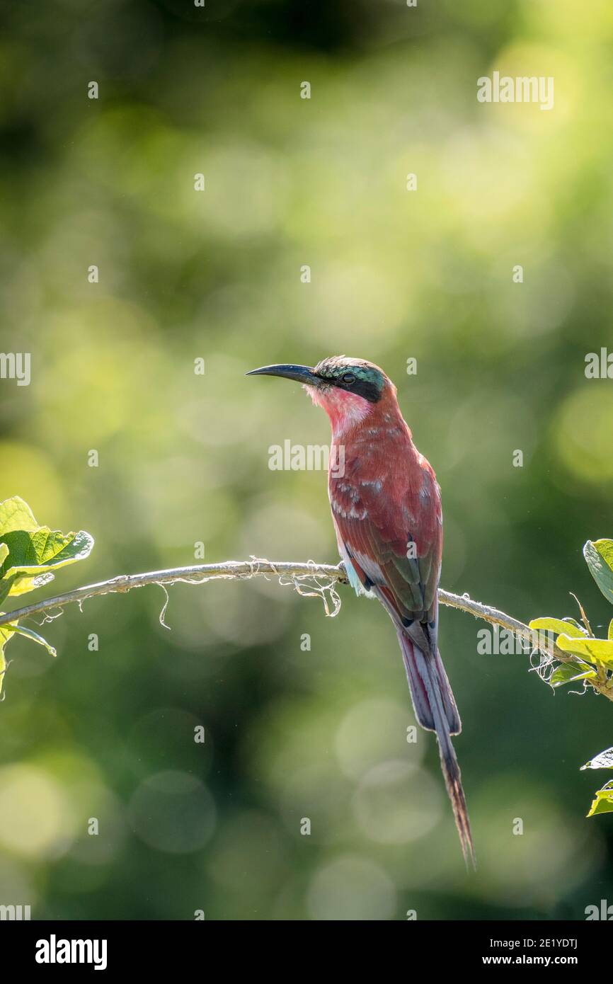 Carmine bee eater botswana hi-res stock photography and images - Alamy