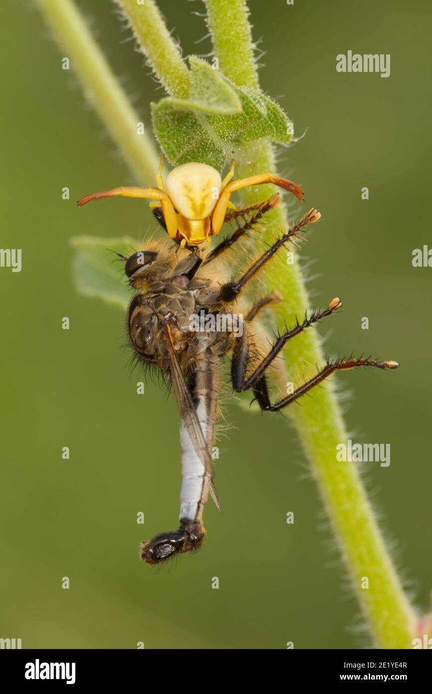 Predator crab hi-res stock photography and images - Alamy
