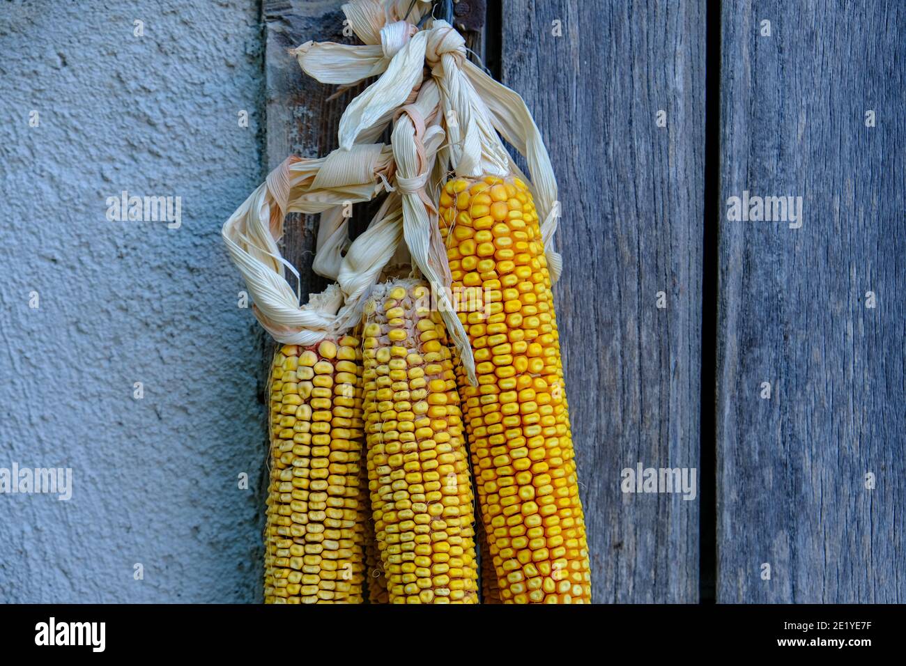 Dry corn cob hi-res stock photography and images - Alamy