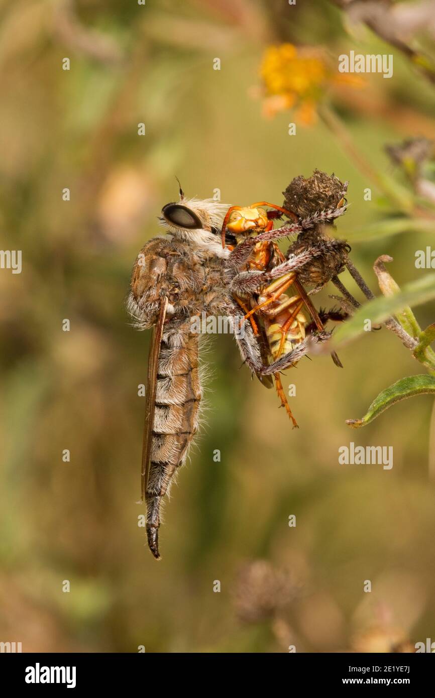 Polistes sp hi-res stock photography and images - Alamy