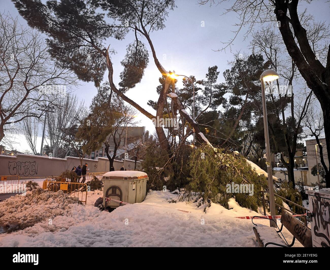 Fallen branch or tree after Filomena snowstorm in January 2021 in ...