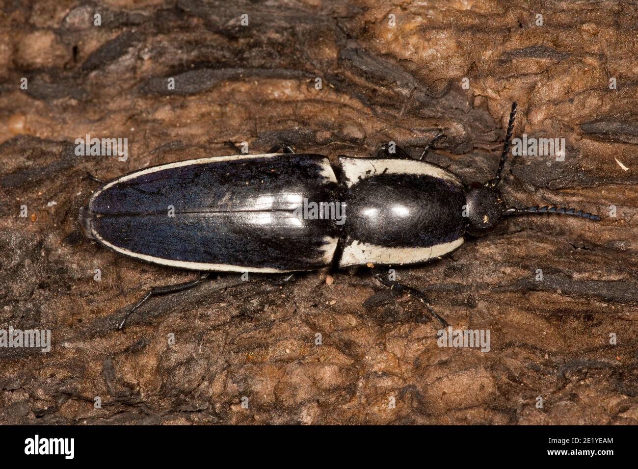 Apache Click Beetle, Chalcolepidius apacheanus, Elateridae Stock Photo ...
