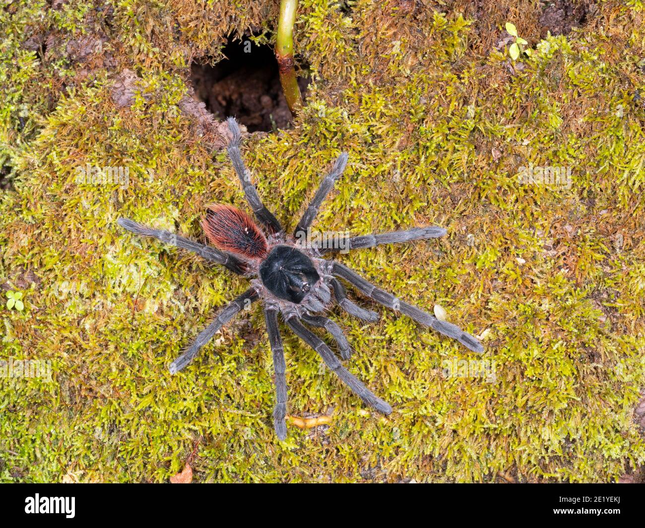 Tarantula (Theraphosidae) at the entrance of its hole in a mossy log in ...