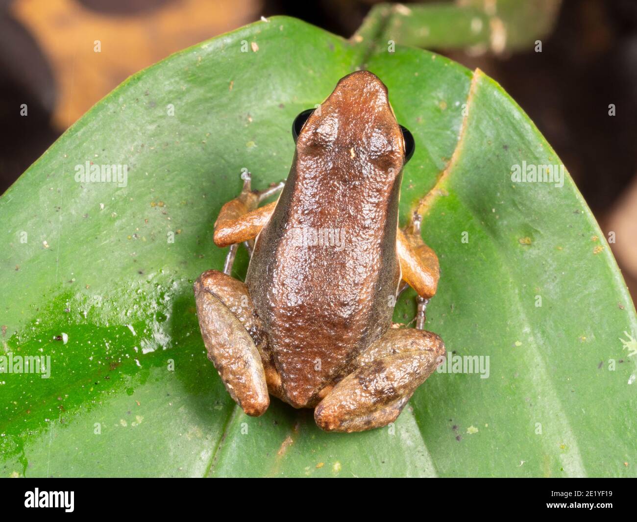 Allobates dendrobatid poison frog hi-res stock photography and images ...