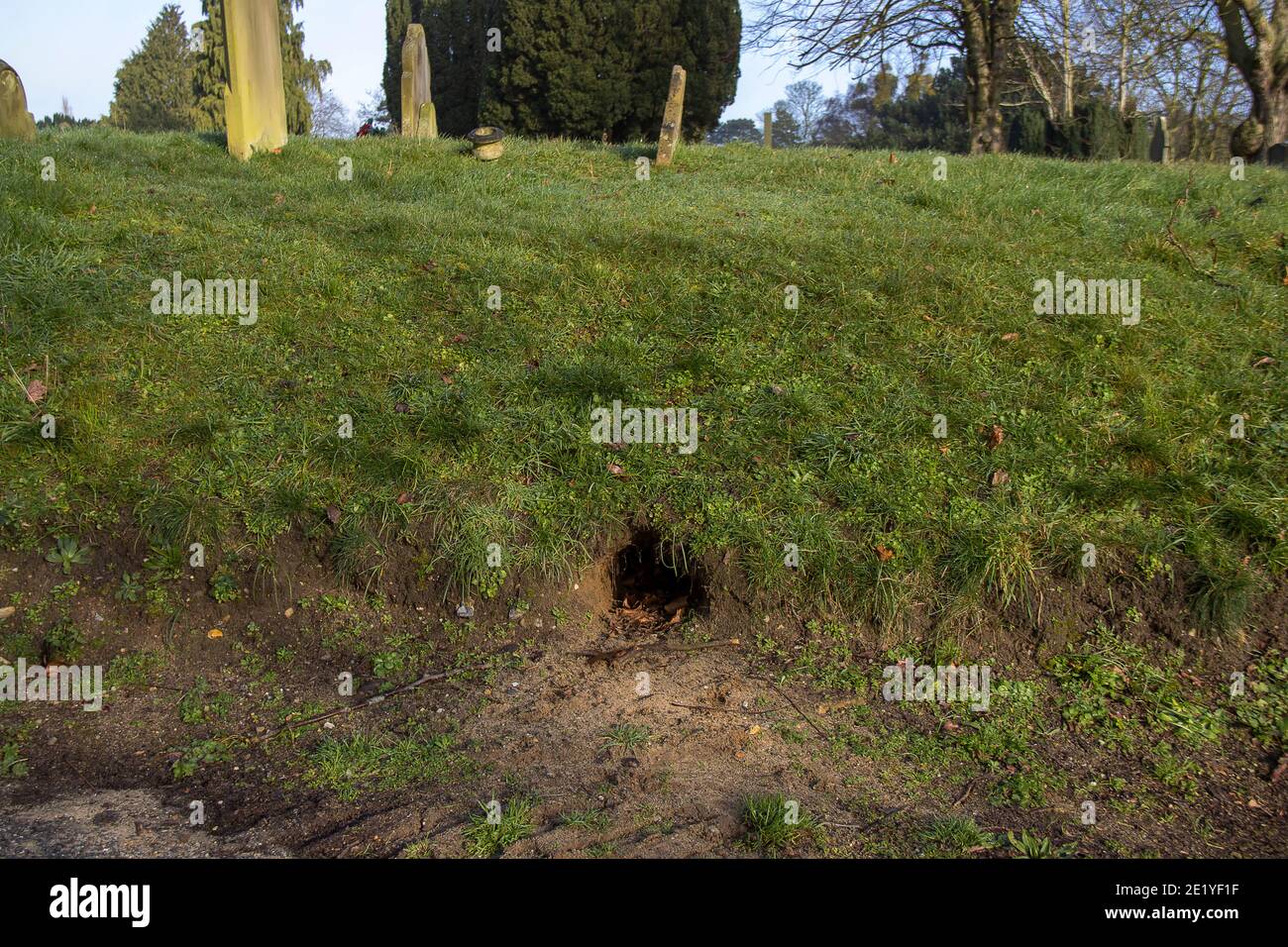 Fox Den High Resolution Stock Photography and Images - Alamy