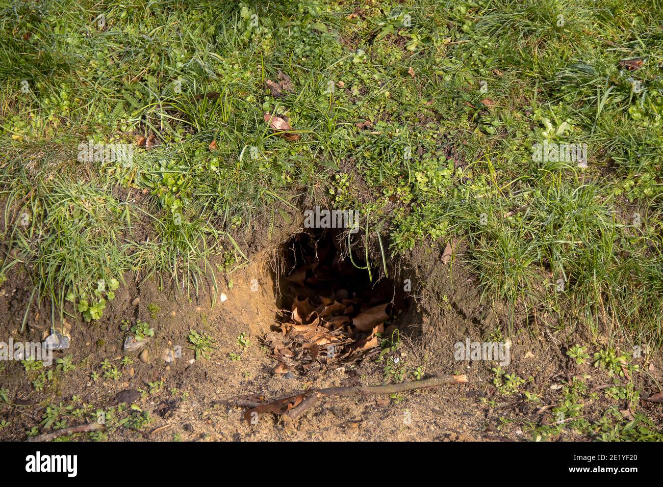 Fox den hi-res stock photography and images - Alamy