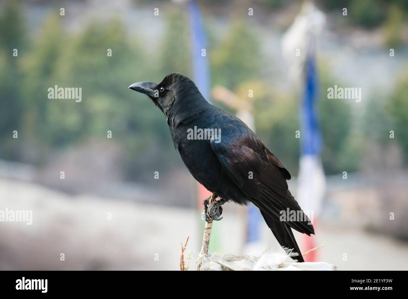 Black large-billed crow (corvus macrorhynchos) in Upper Pisang, Nepal ...