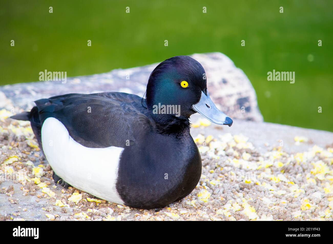 Ring necked duck with yellow eyes Stock Photo - Alamy