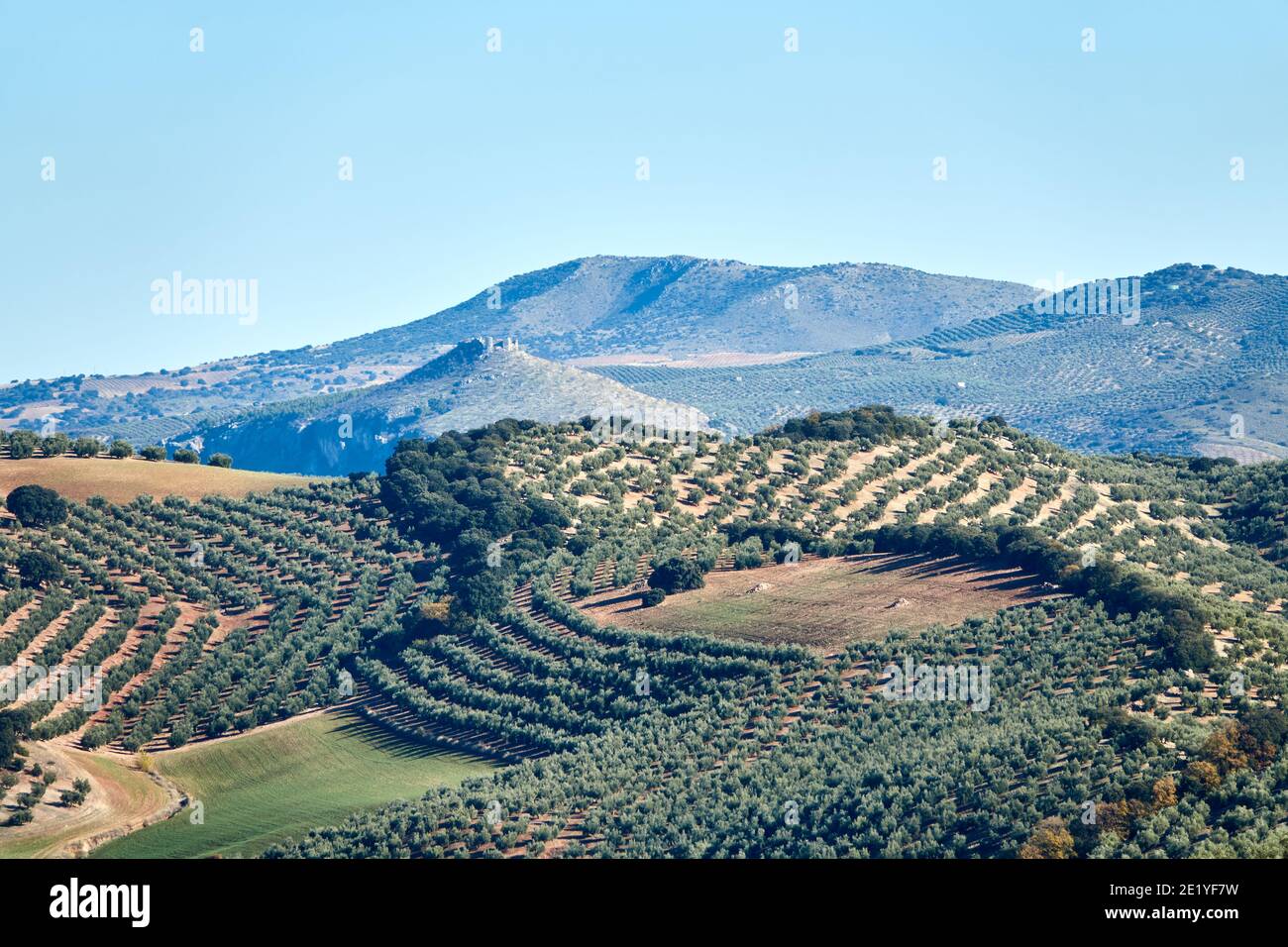 Andalusian agricultural landscape with olive groves on hills Stock ...