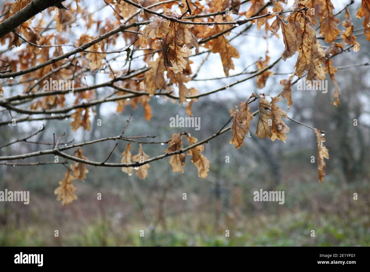 Brown shrivelling leaves hi-res stock photography and images - Alamy