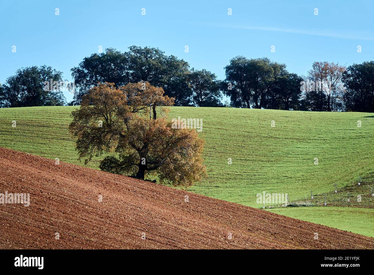 Solitary tree emerging between two hills, one green and the other not ...