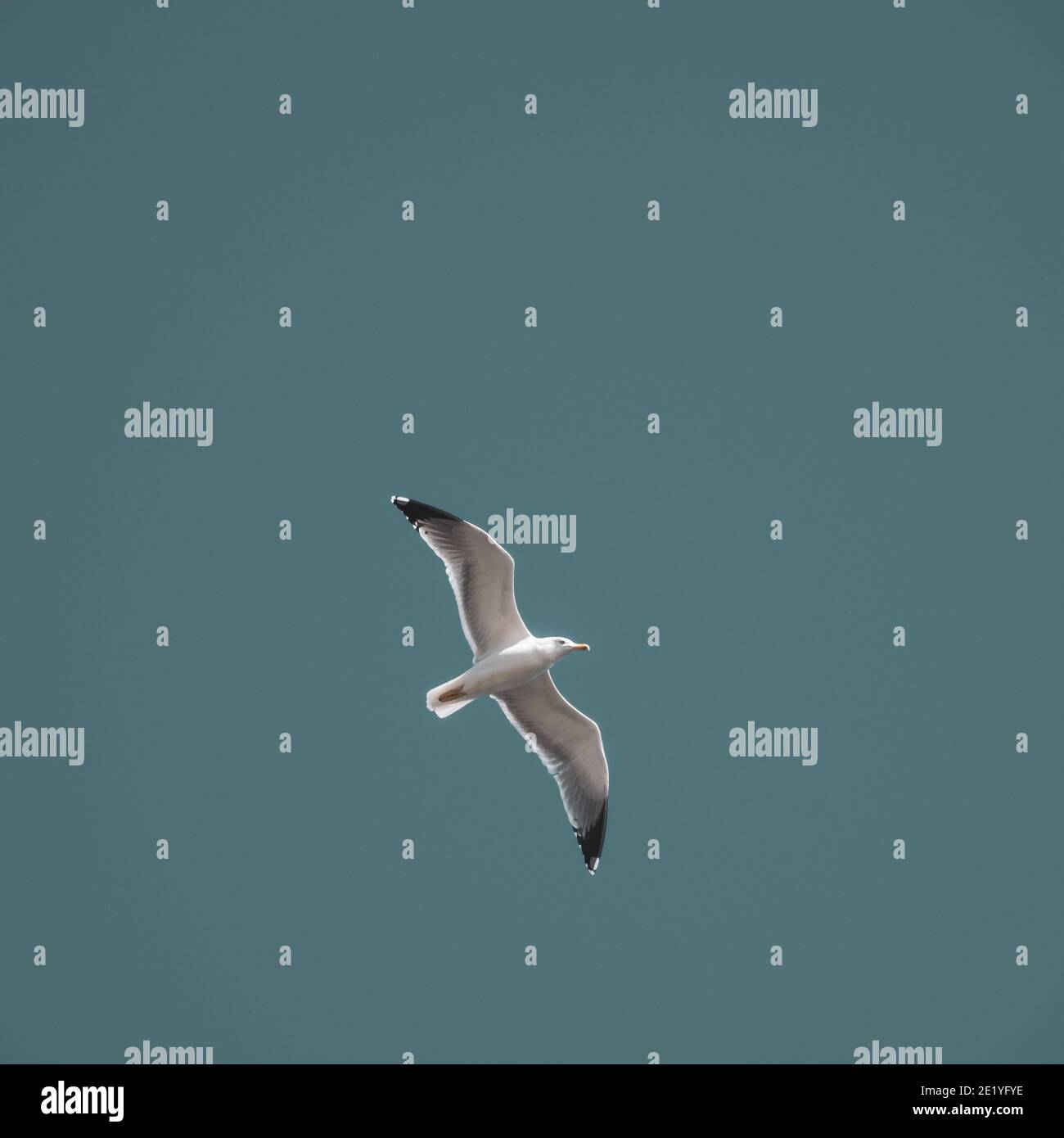 View from below of a flying seagull on a soft pastel green background ...