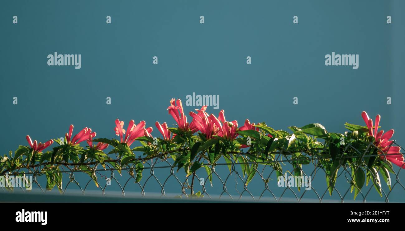 Orange tropical flowers hi-res stock photography and images - Alamy