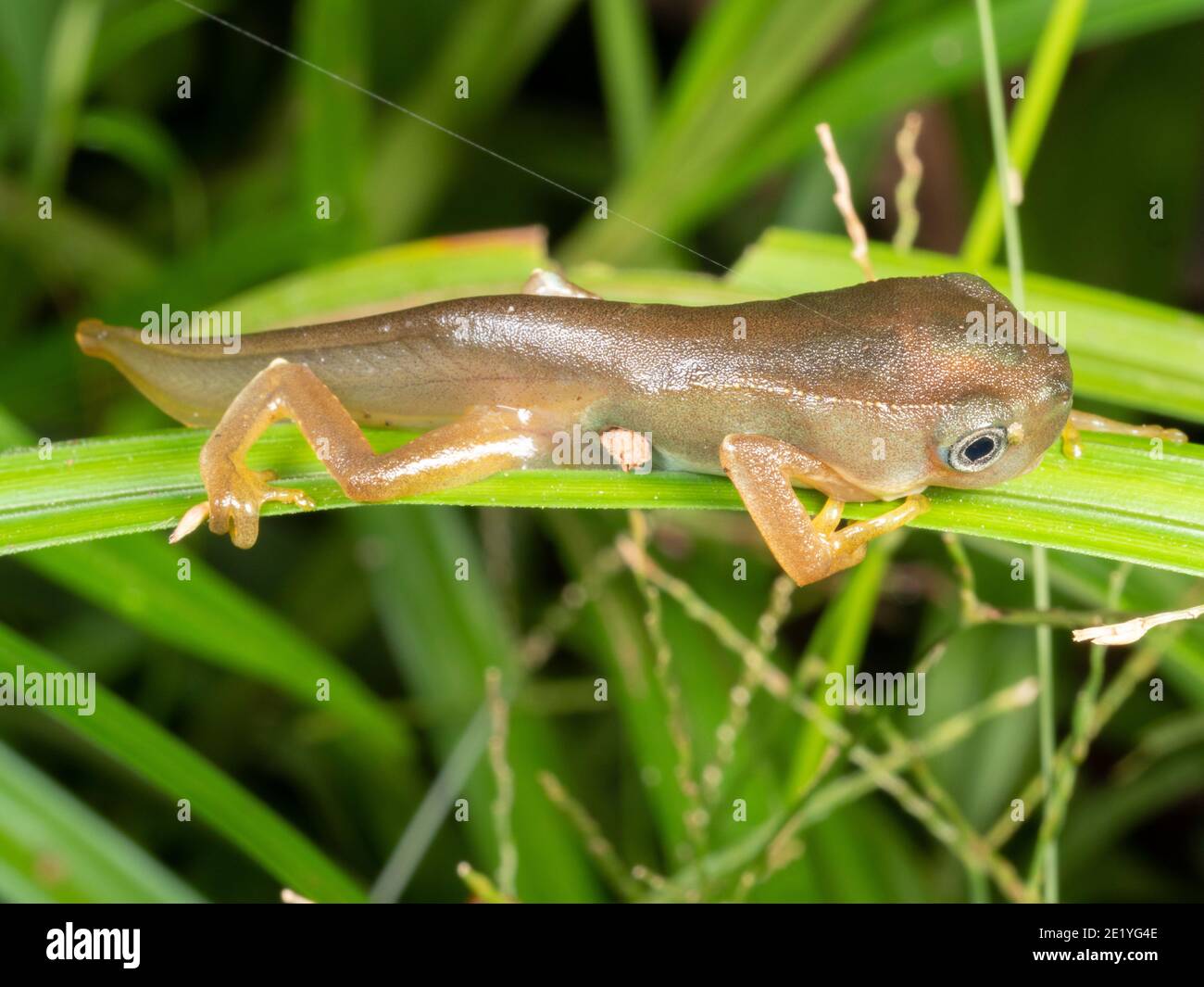Ecuadorian monkey frog hi-res stock photography and images - Alamy