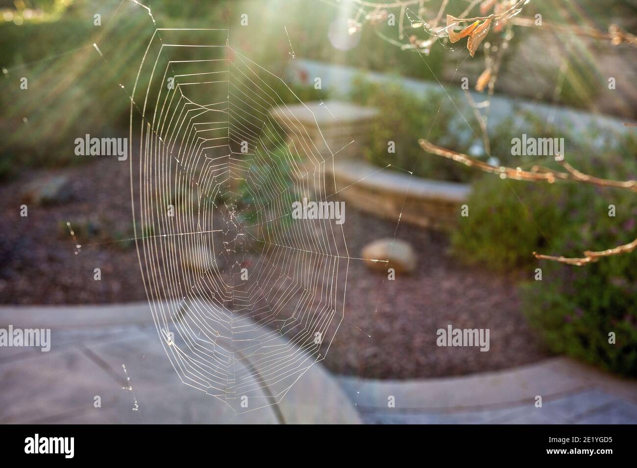 Large spider web in tree hi-res stock photography and images - Alamy