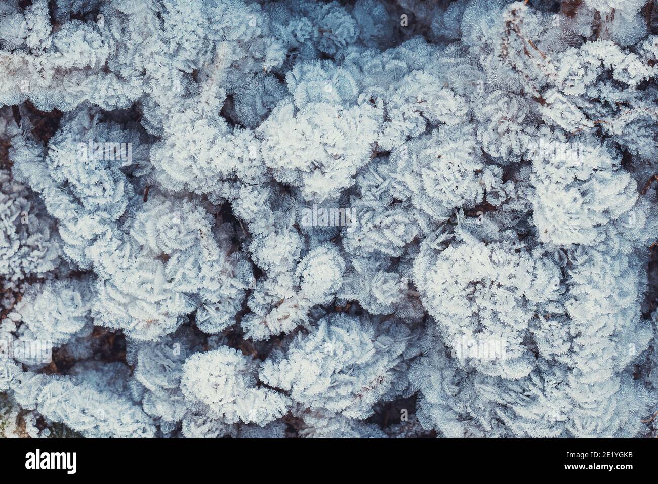 Frosty plant patterns hi-res stock photography and images - Alamy