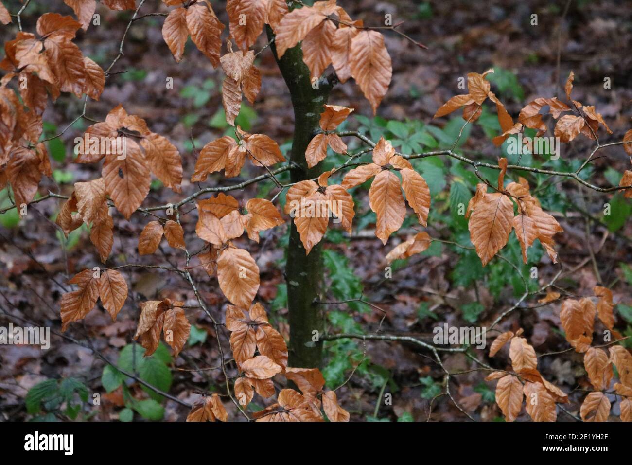 Beech tree foliage hi-res stock photography and images - Alamy