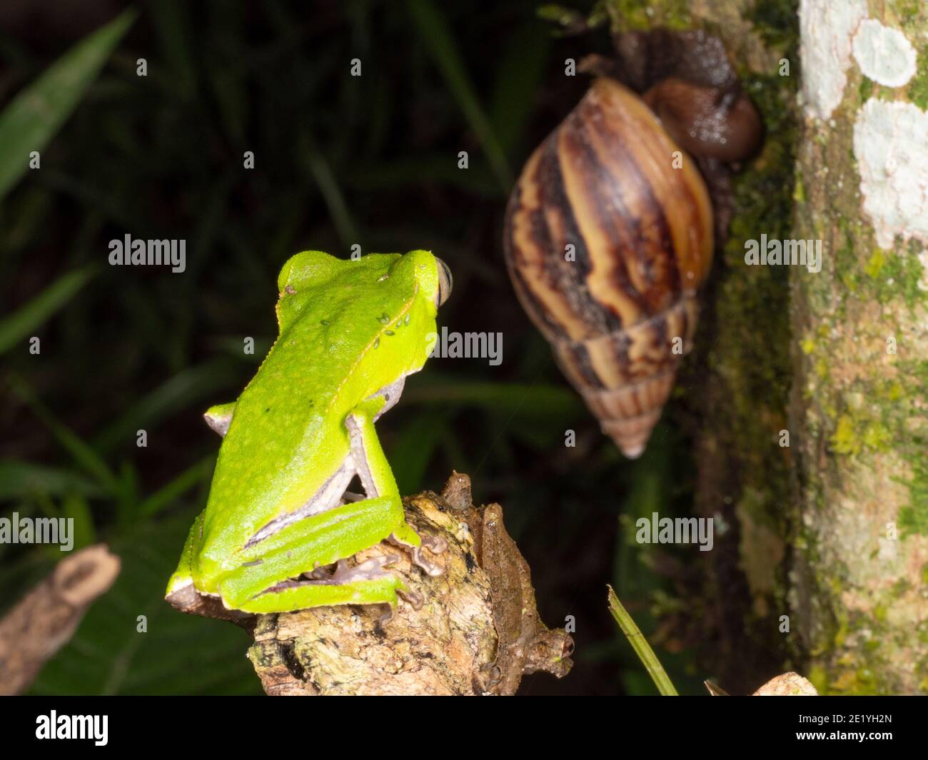 Amazonian giant snail hi-res stock photography and images - Alamy