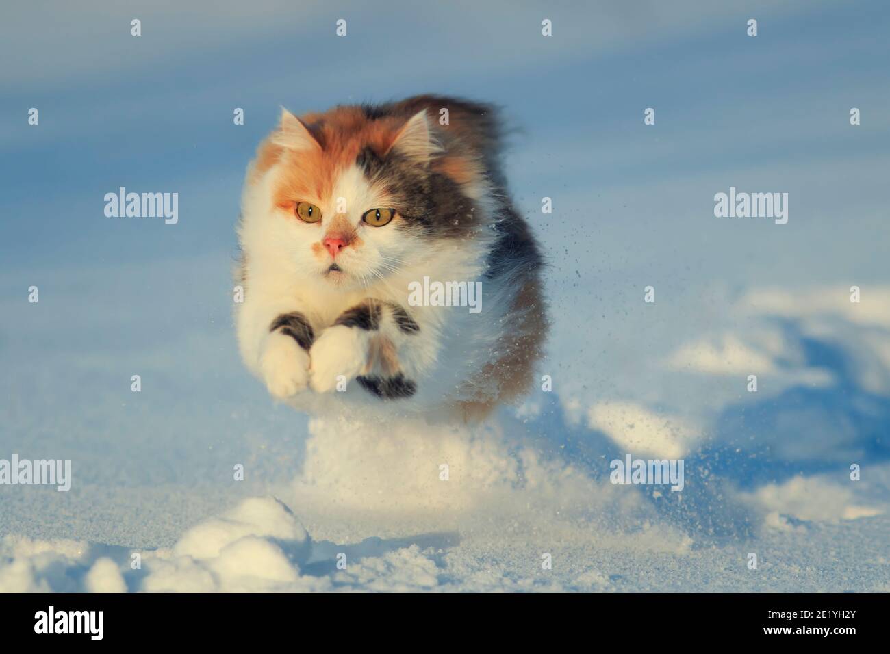 White Cat In Snow High Resolution Stock Photography and Images - Alamy