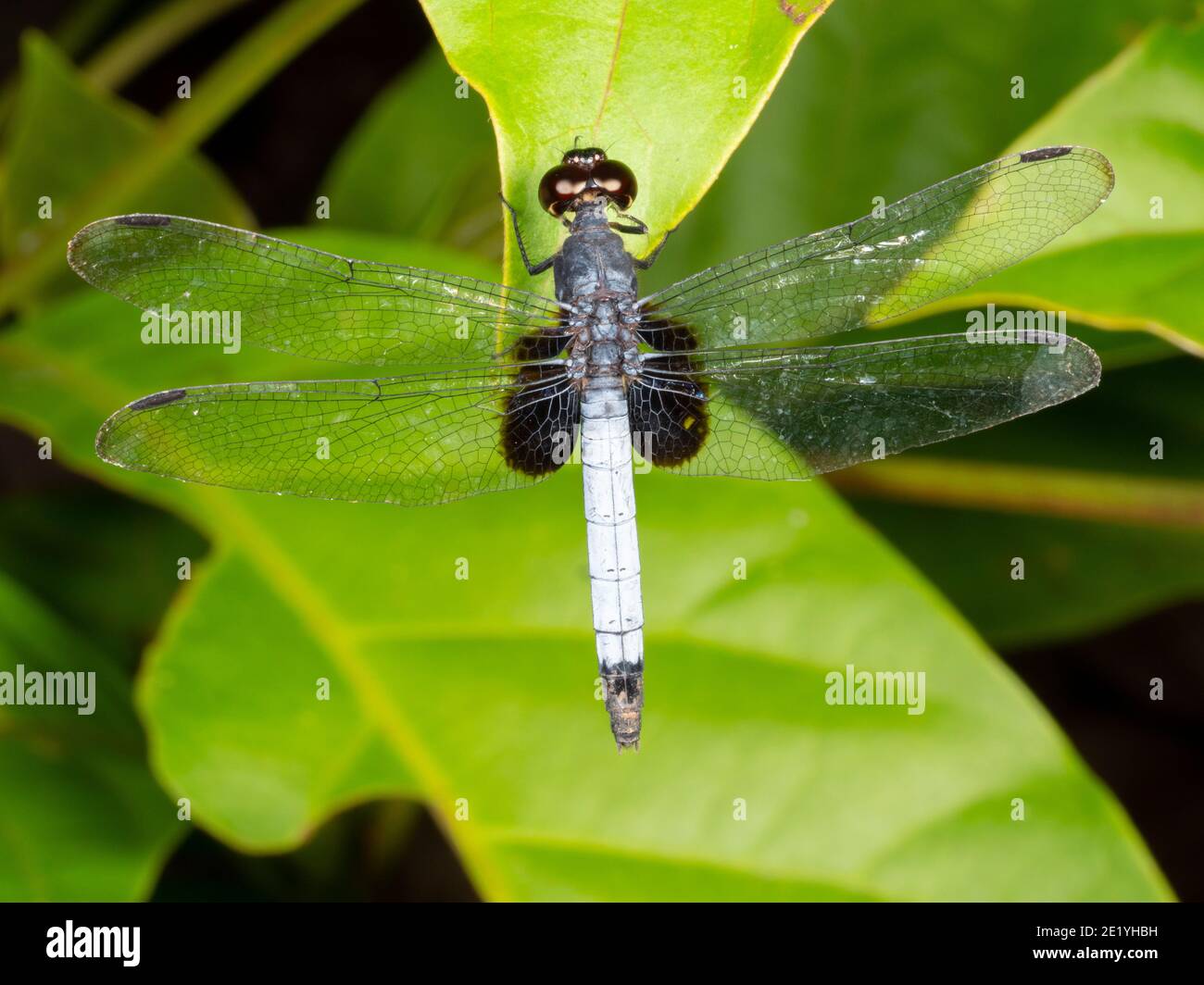 Anisoptera suborder hi-res stock photography and images - Alamy