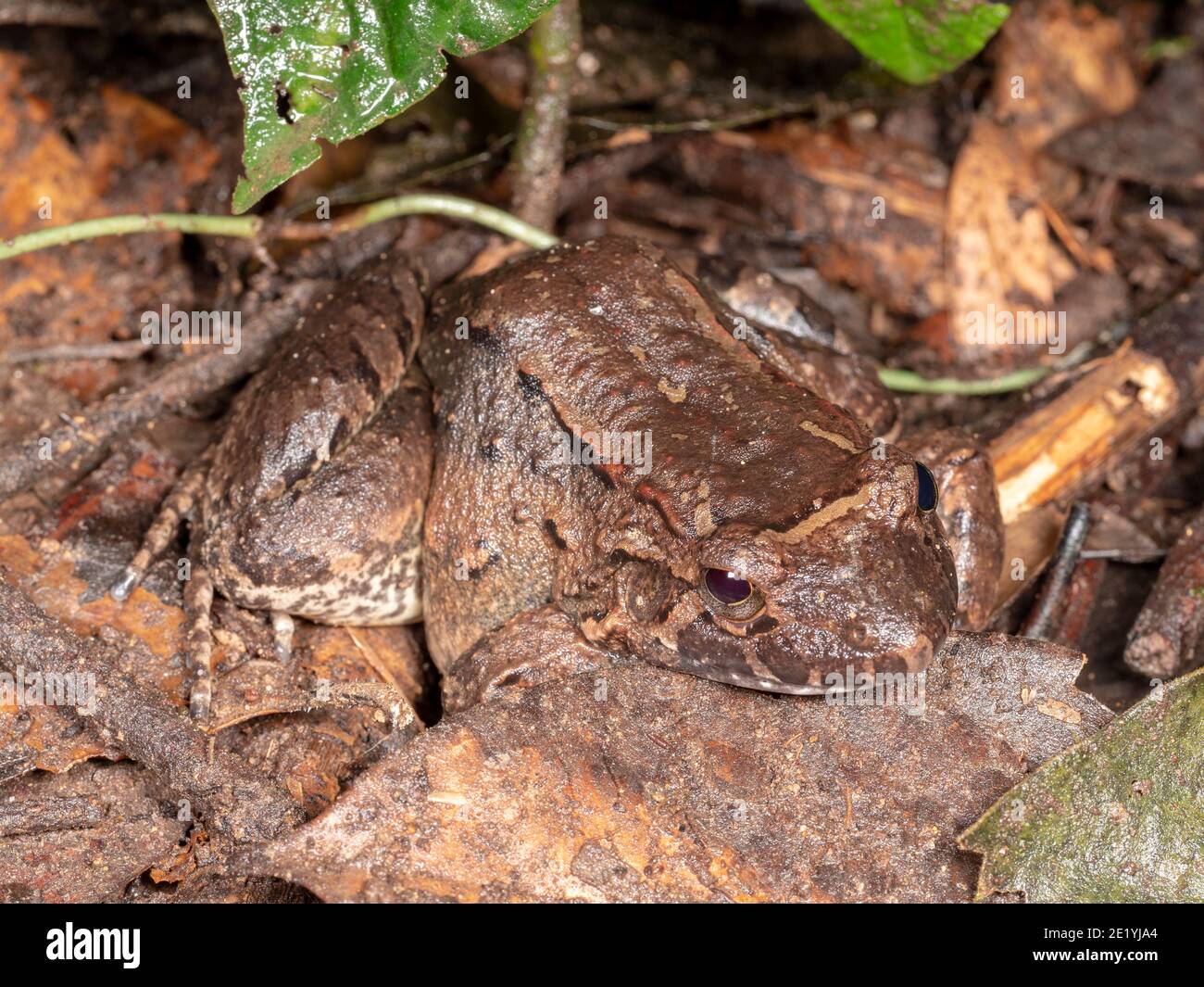 Dwarf Jungle Frog (Leptodactylus wagneri) on the rainforest floor ...