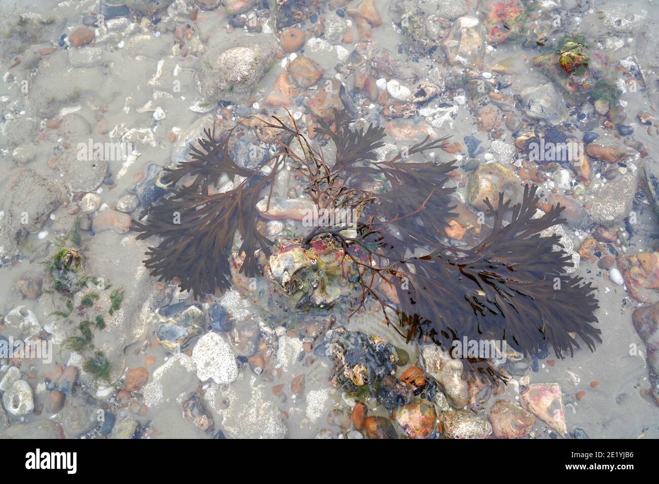 Close up floating seaweed in hi-res stock photography and images - Alamy