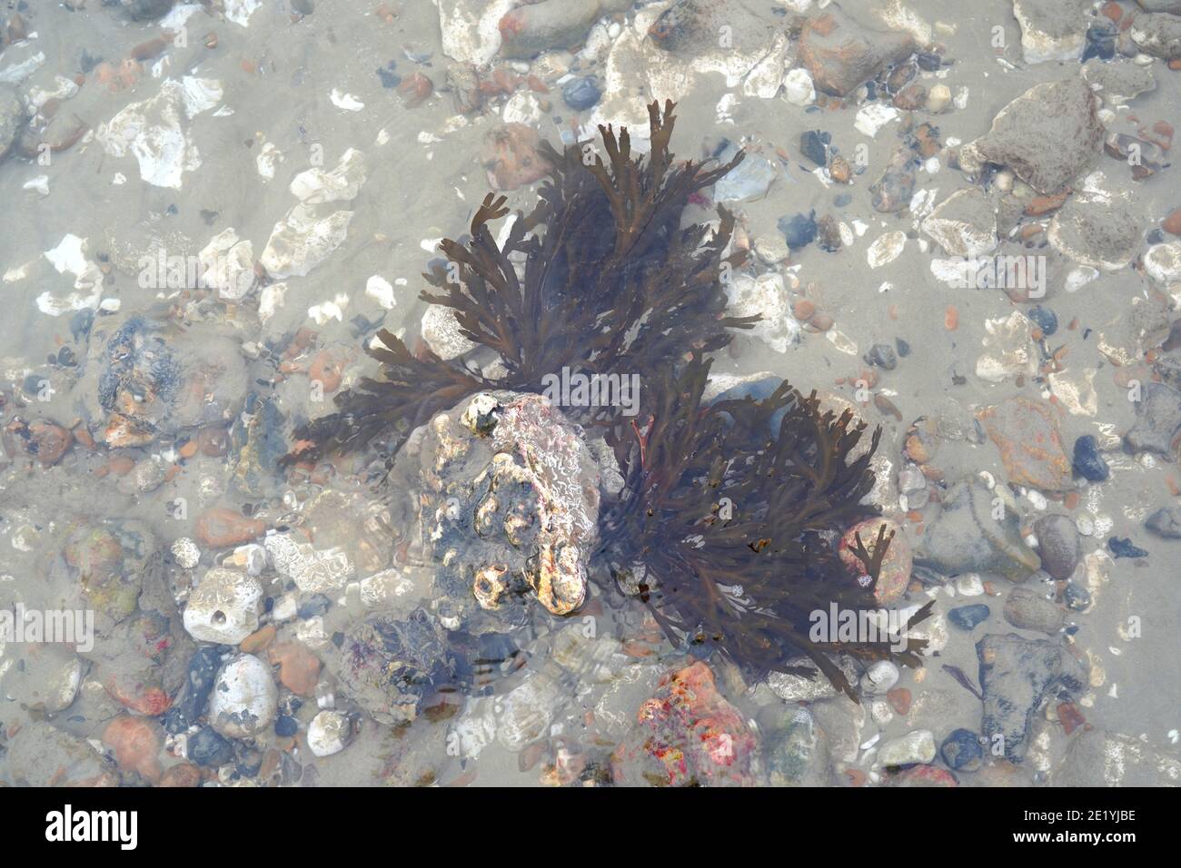 Close up floating seaweed in hi-res stock photography and images - Alamy