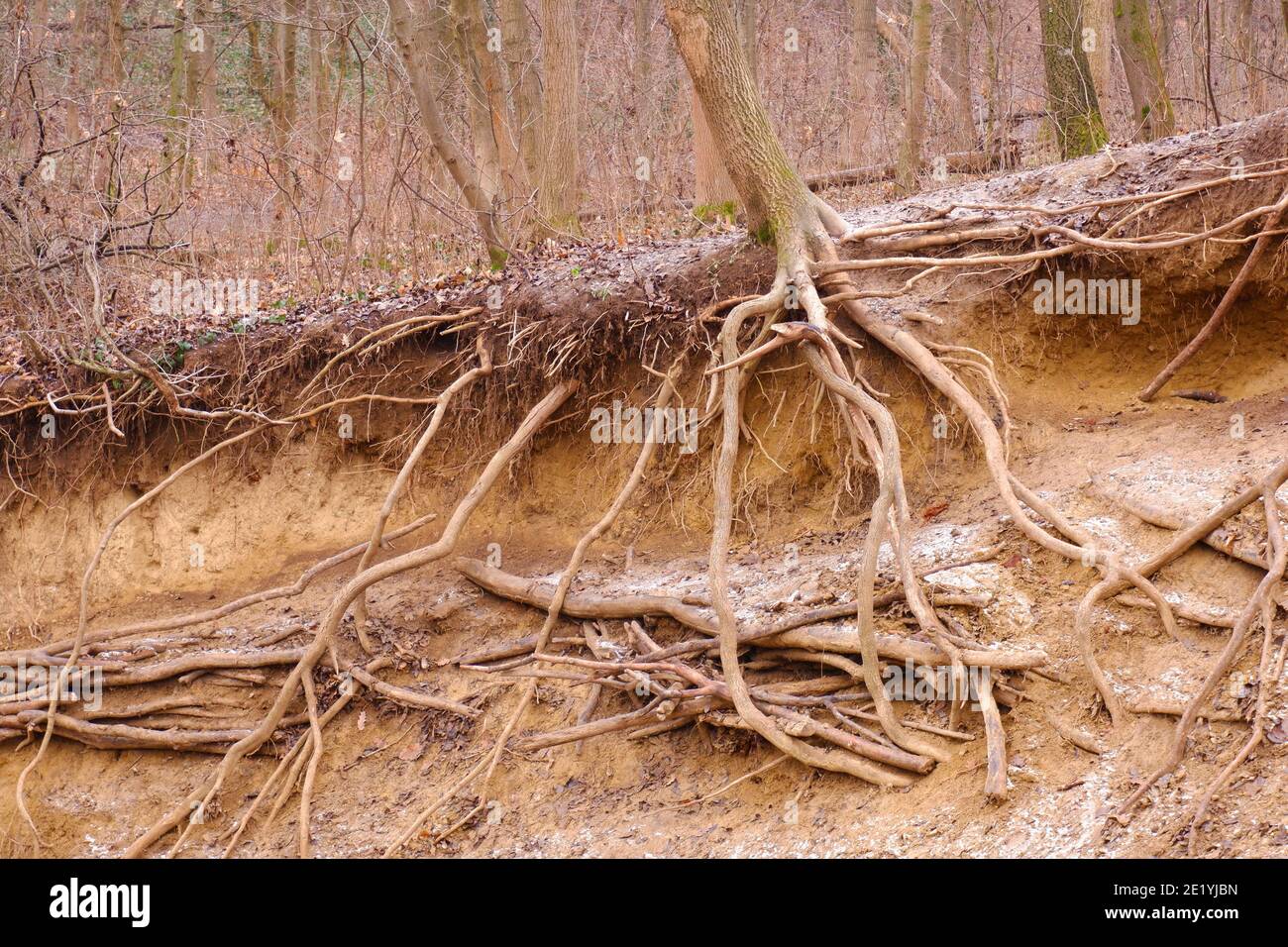 Protruding frost root on a forest path Stock Photo - Alamy