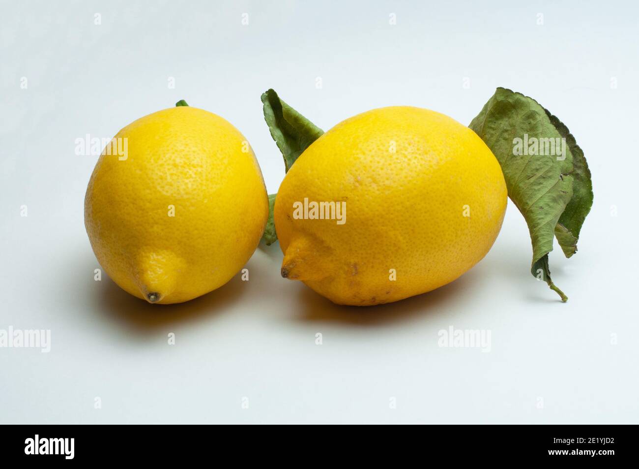 two ripe organic lemon fruits with stems and leaves on a white ...