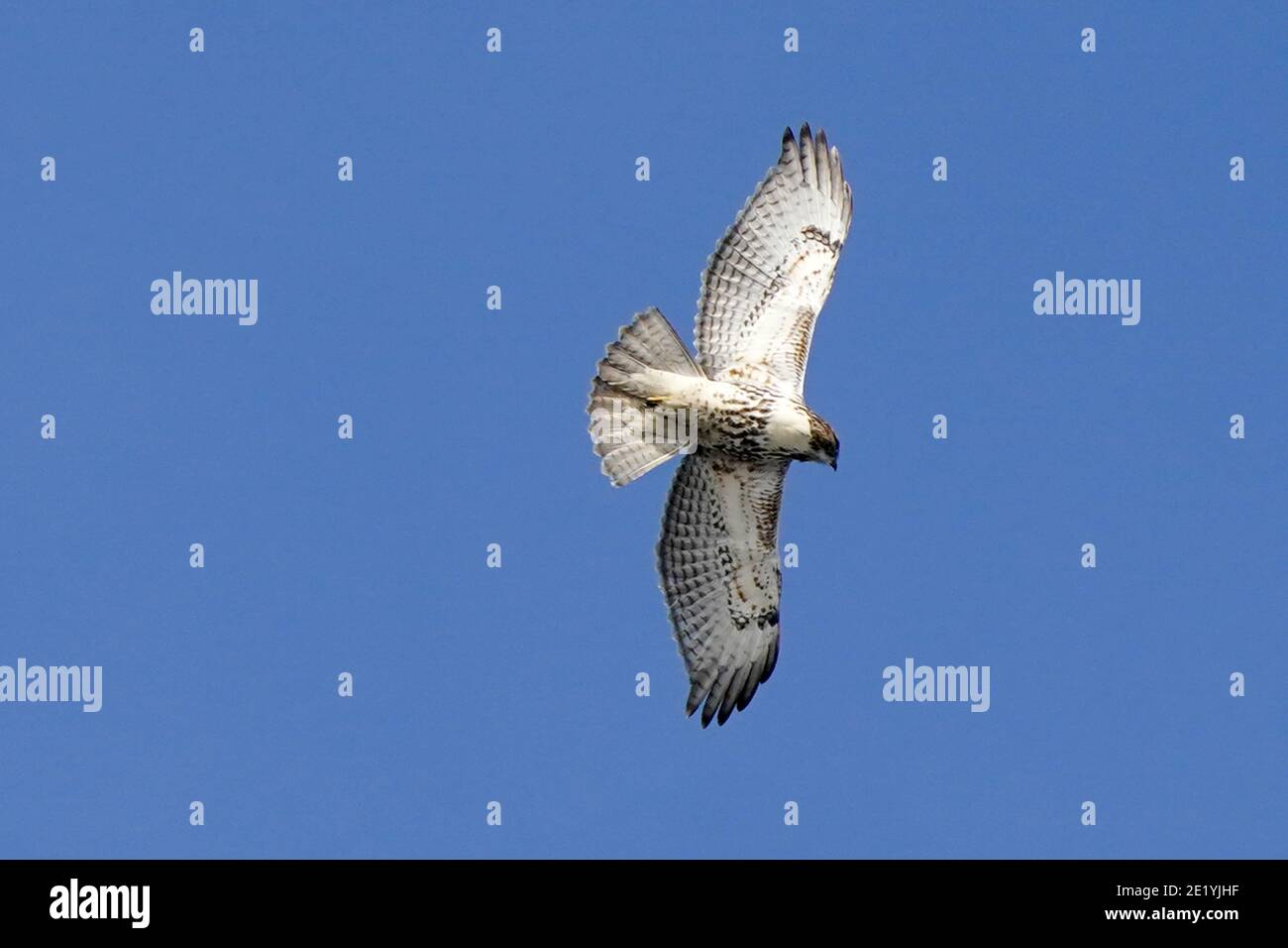 Fully belly hi-res stock photography and images - Alamy