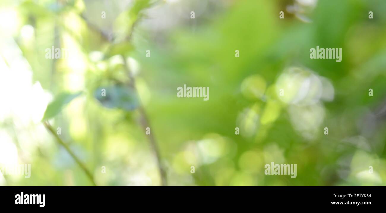 Deli Jovan Mountain in Serbia, Europe. Beautiful Serbian landscape ...