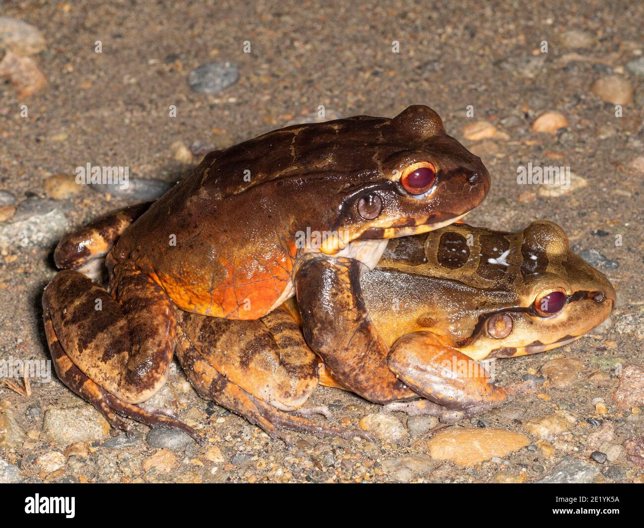 Male and female bullfrogs hi-res stock photography and images - Alamy