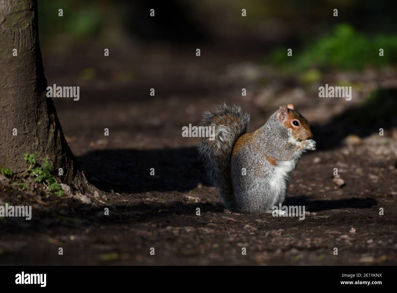 Grey squirrel tree hi-res stock photography and images - Alamy