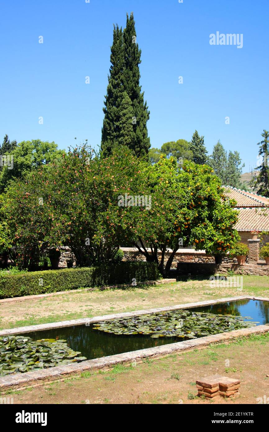 Lily pond with frogs in the gardens of the Palacio del Partal inside ...
