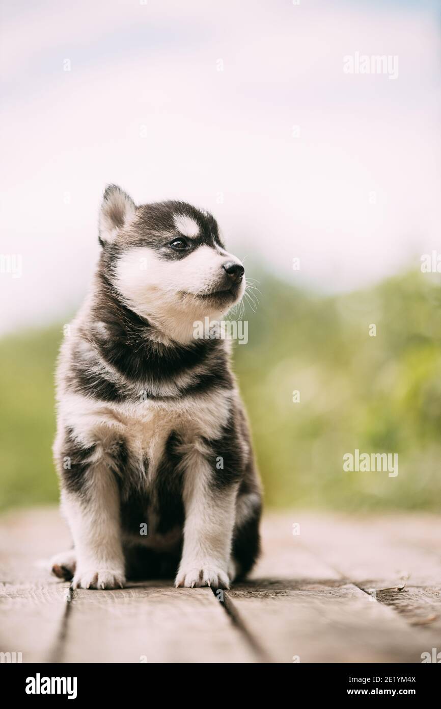 Cute Gray Husky Puppies