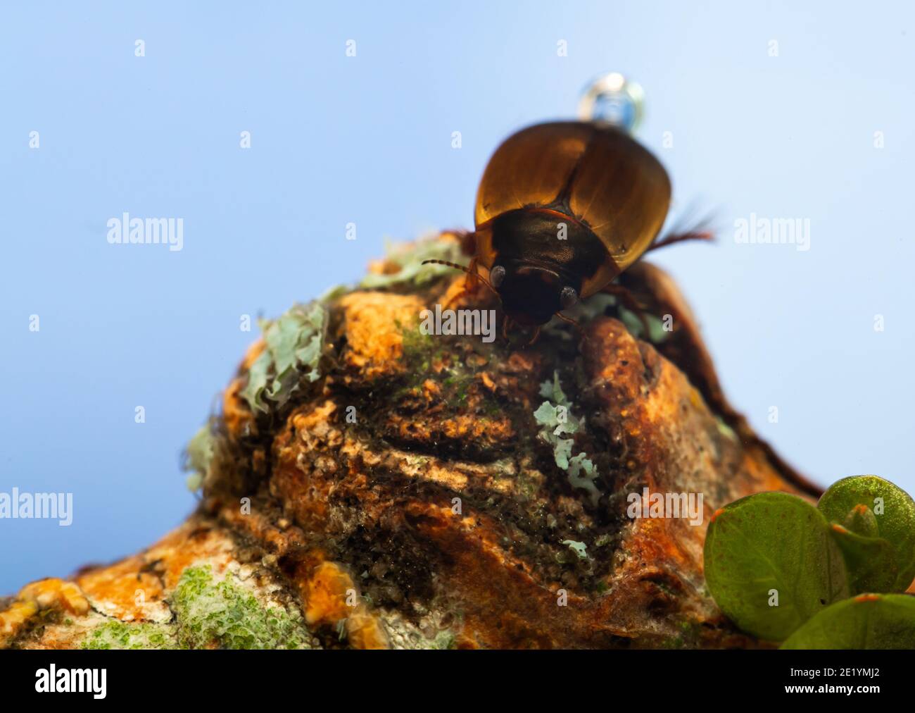 Agabini hi-res stock photography and images - Alamy