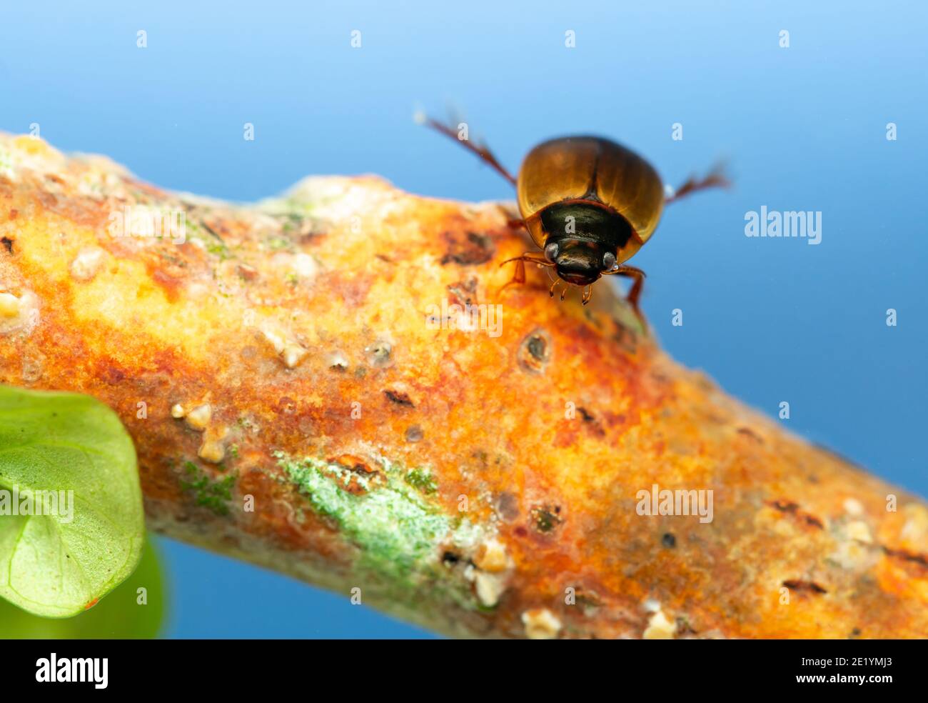 Agabini hi-res stock photography and images - Alamy