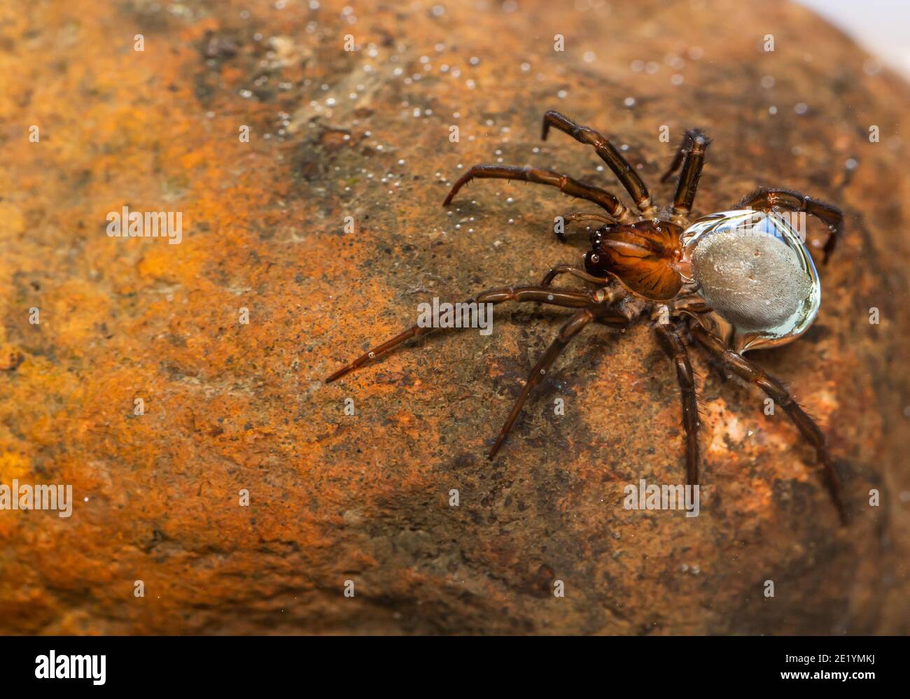 Diving bell spider Stock Photo - Alamy
