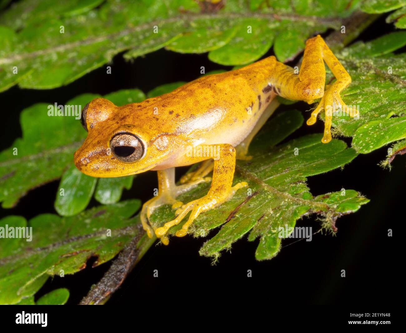 Alfaroi hi-res stock photography and images - Alamy