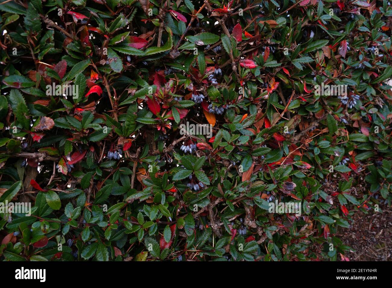 Oregon grape, in Latin called Mahonia aquifolium is a species of ...