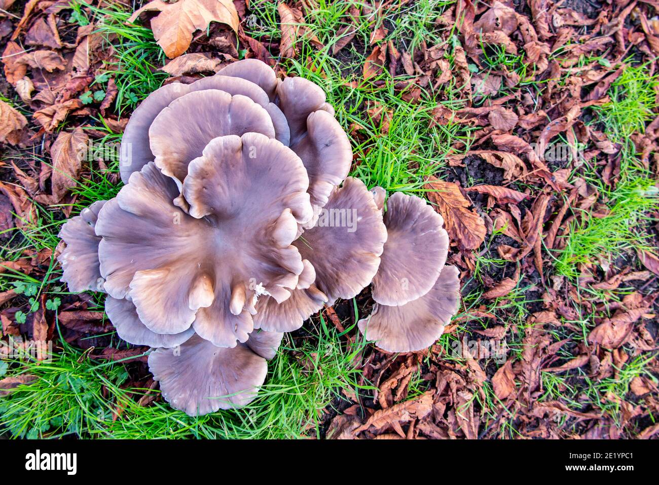 Frilly park hi-res stock photography and images - Alamy