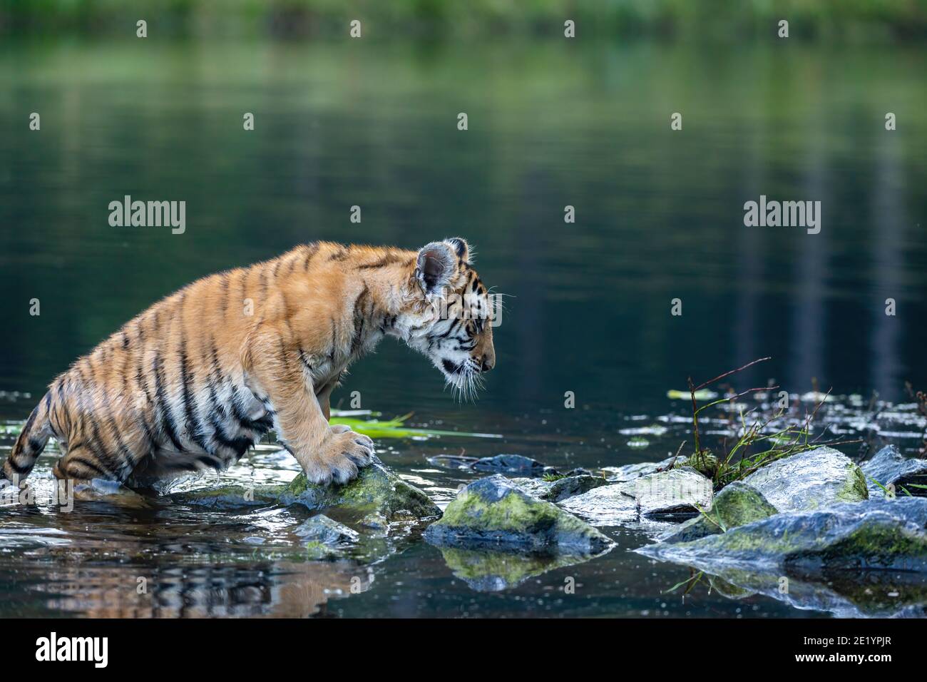 Side view of th Bengal tiger cub standing on stones in the lake ...