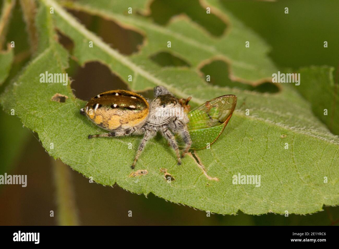 Jumping Spider female, Paraphidippus aurantius, Salticidae. Feeding on ...
