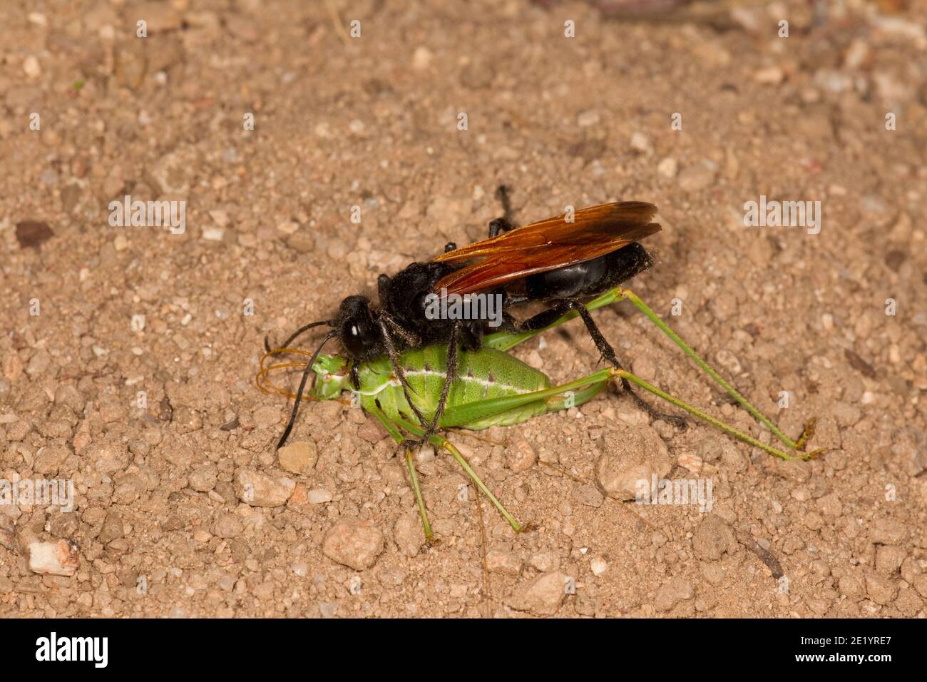 Female tarantula hawk hi-res stock photography and images - Alamy