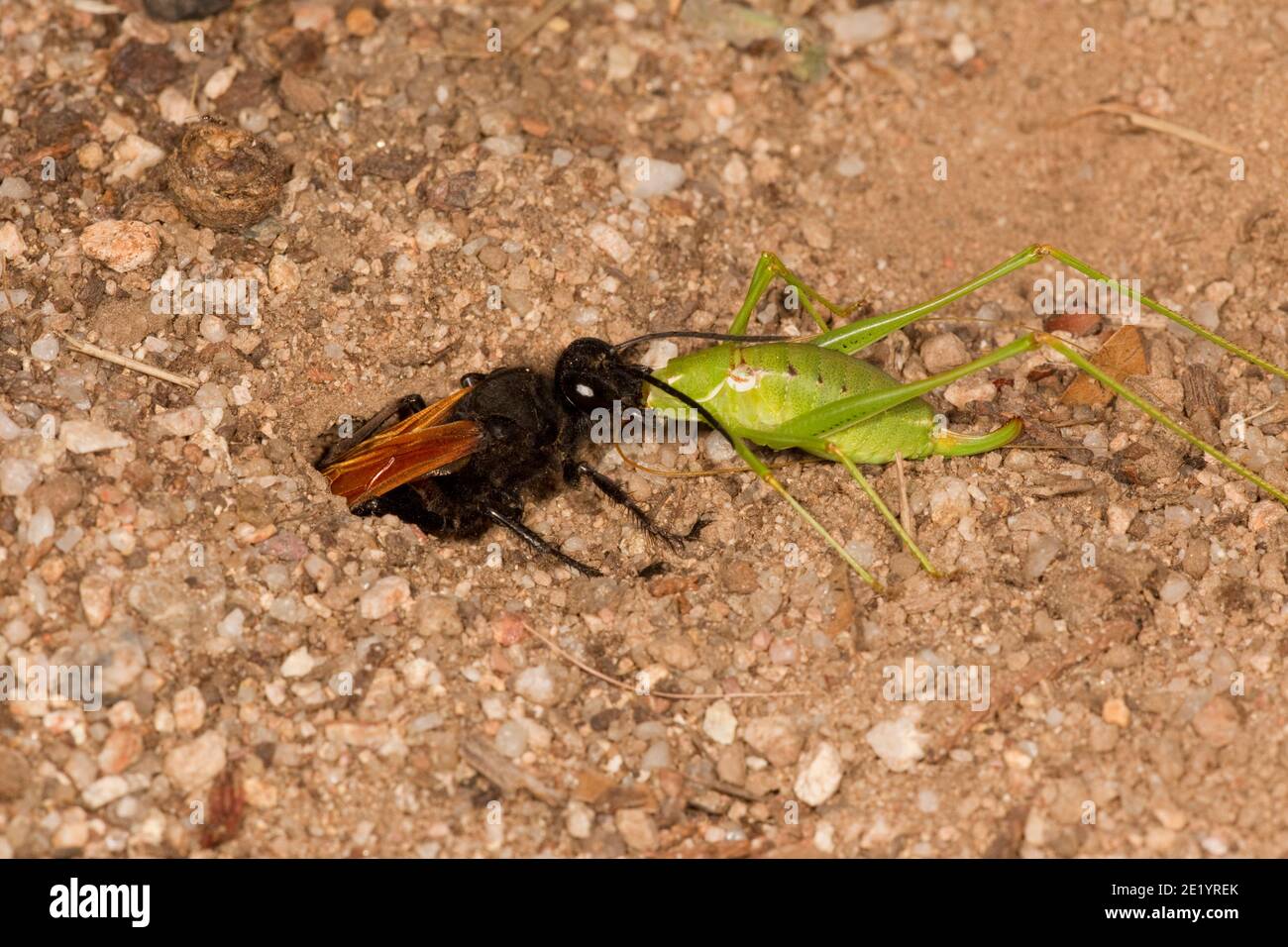 Female tarantula hawk hi-res stock photography and images - Alamy