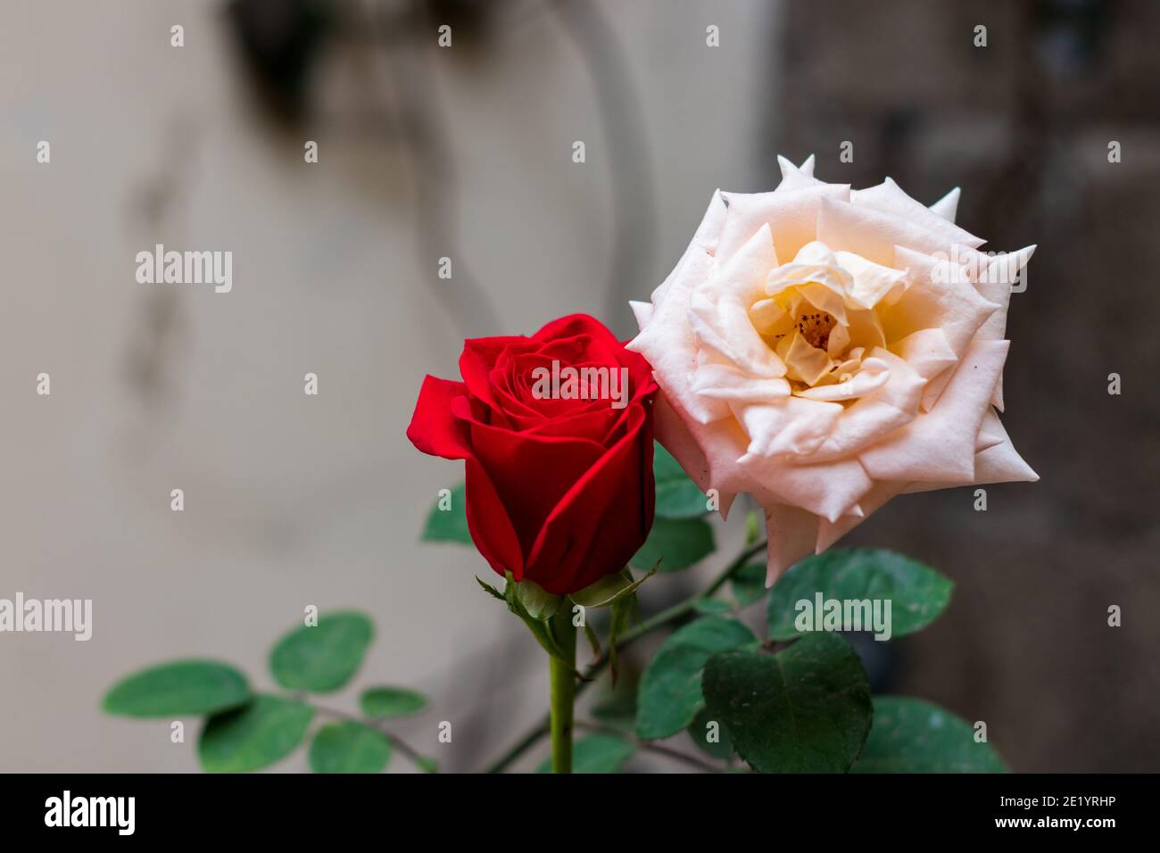 red pink rose plants in a pot garden Stock Photo - Alamy