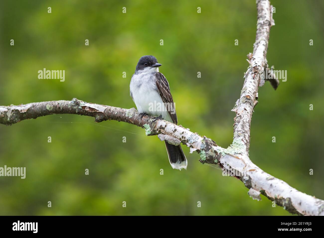 One adult kingbird hi-res stock photography and images - Alamy