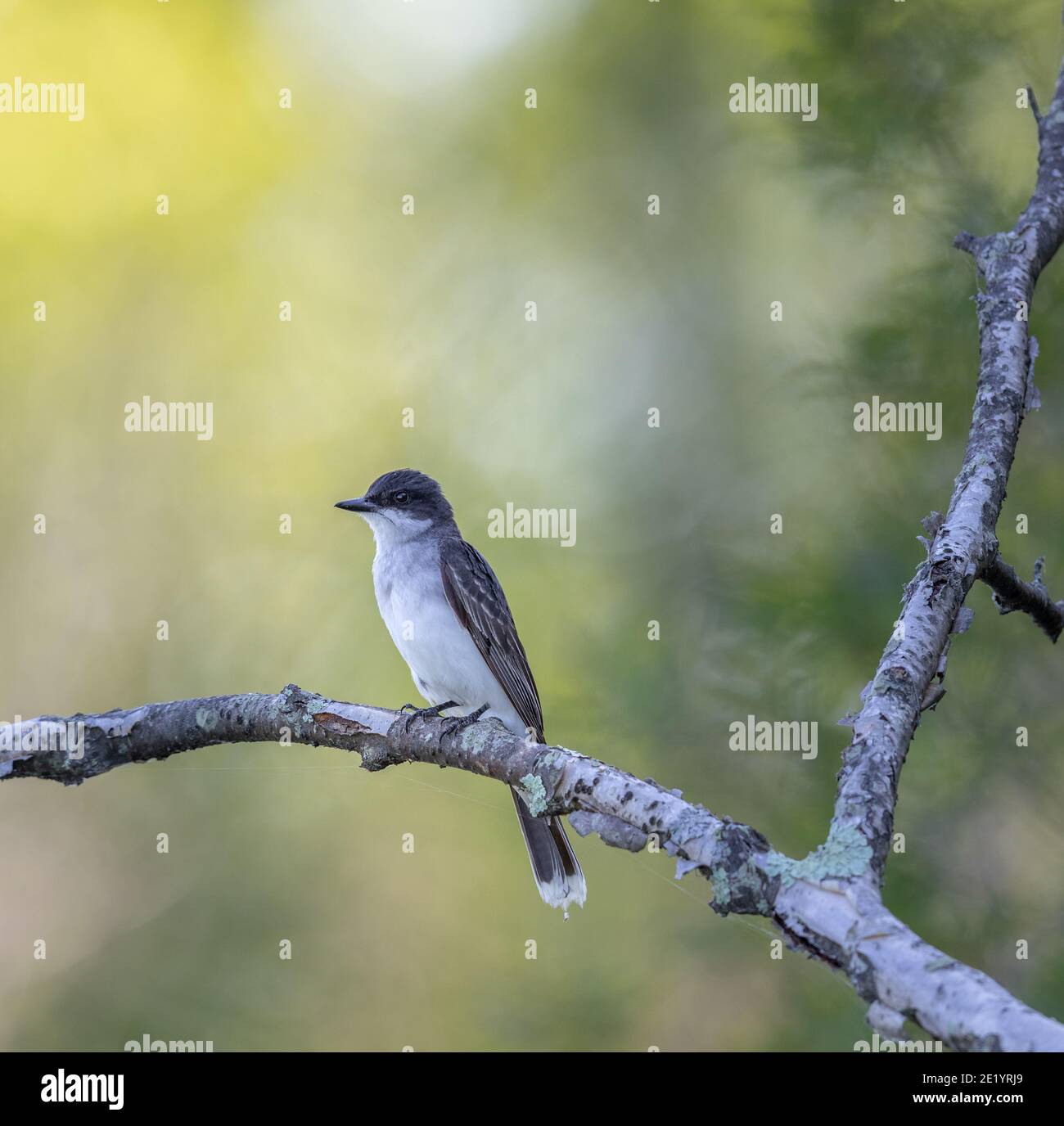 Eastern kingbird in northern Wisconsin Stock Photo - Alamy