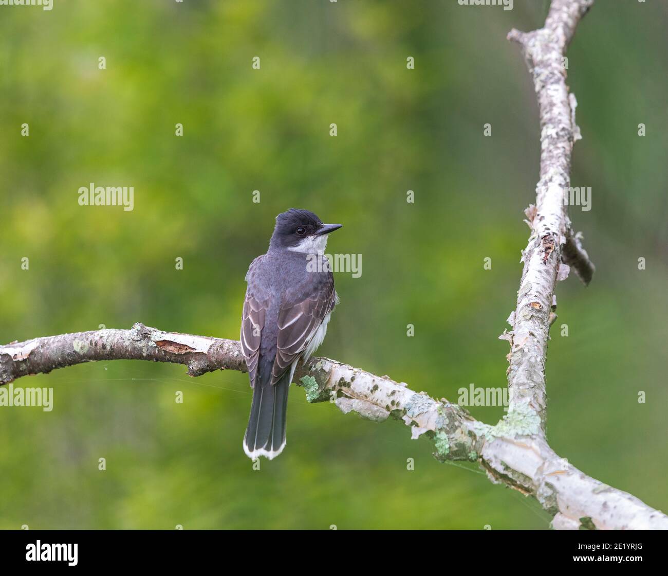 Kingbird bird tyrannus adult hi-res stock photography and images - Alamy